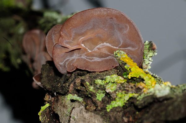 Judas' Ear, Oreja de Judas | Project Noah