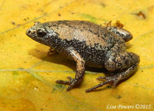 Eastern Narrow-mouthed Toad | Project Noah