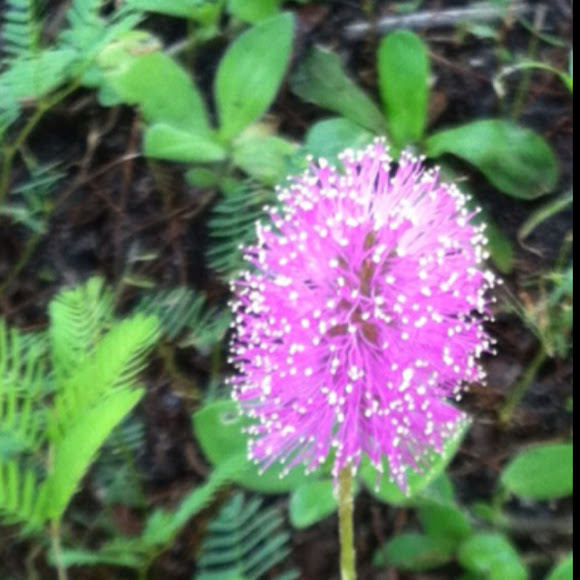 Sunshine Mimosa | Project Noah