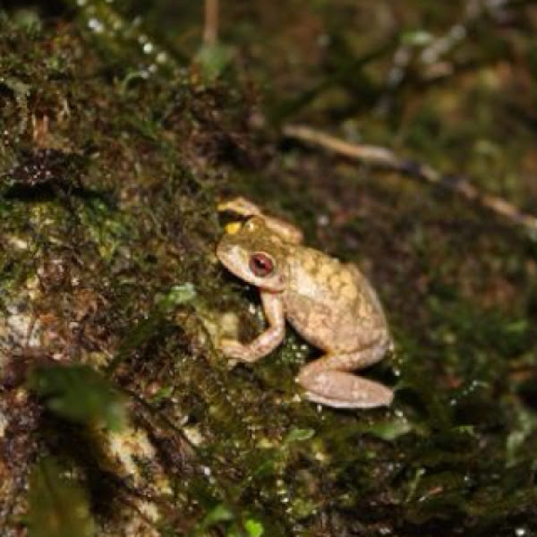 Brook frog | Project Noah