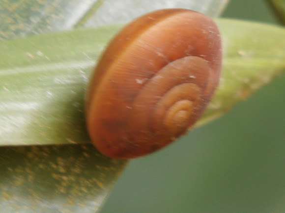 Luminescent Land Snail | Project Noah