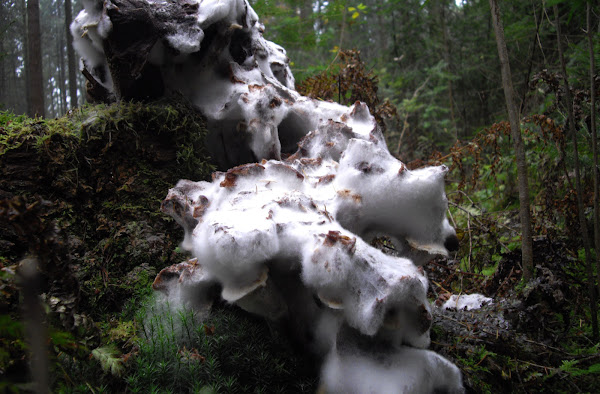 Mucor Mold on fungus and moss | Project Noah