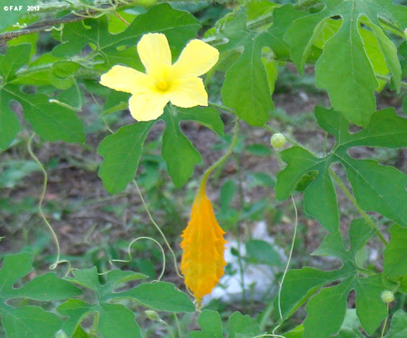 Bitter melon | Project Noah