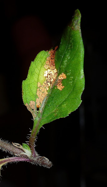 Phytophagous Ladybug | Project Noah