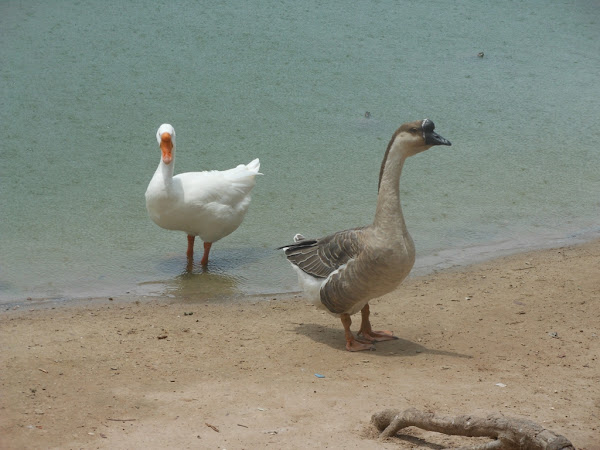 Chinese Swan Goose | Project Noah