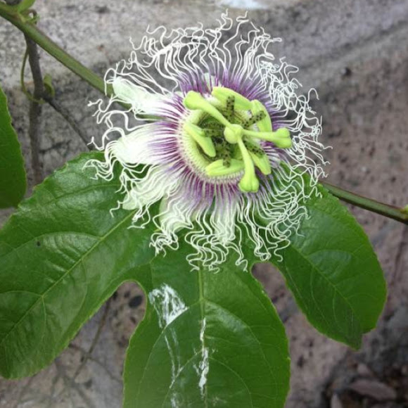 Spotting | Project Noah