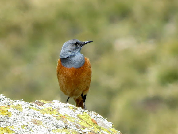 Cape rock thrush | Project Noah