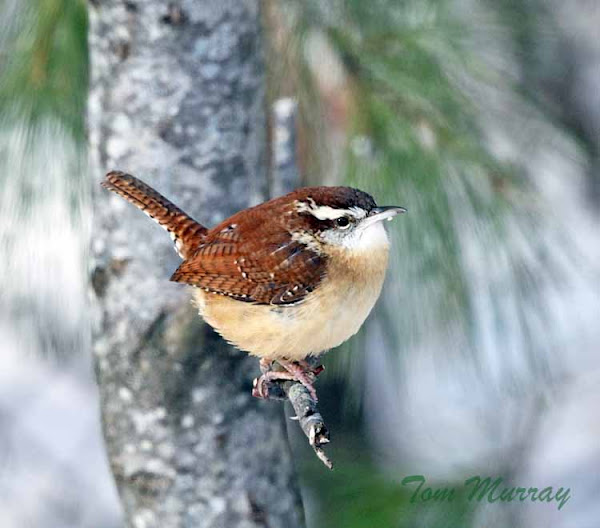 Carolina Wren | Project Noah