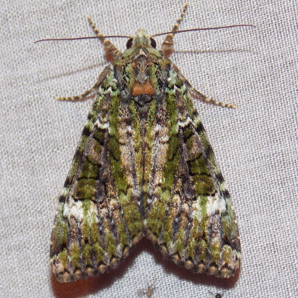 Green Arches | Project Noah