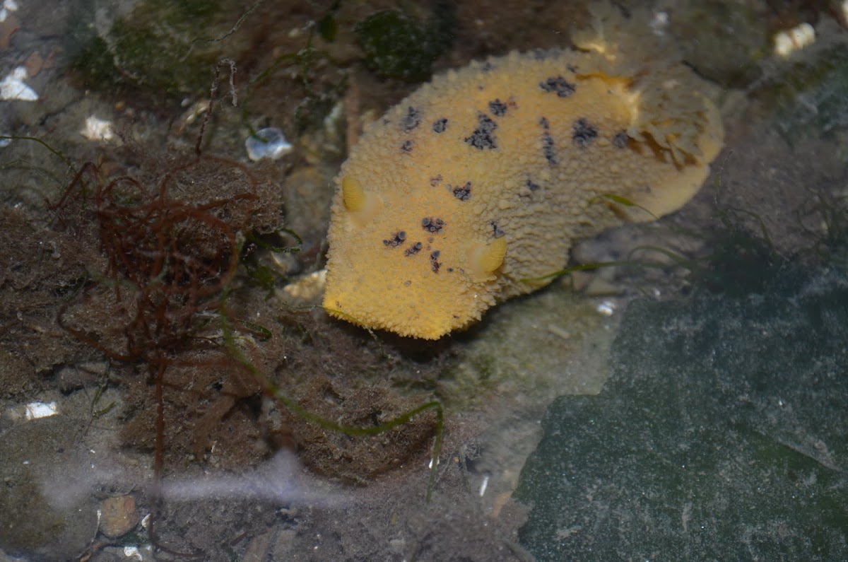 (False) Sea Lemon | Project Noah