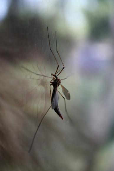 Adult Crane Fly | Project Noah
