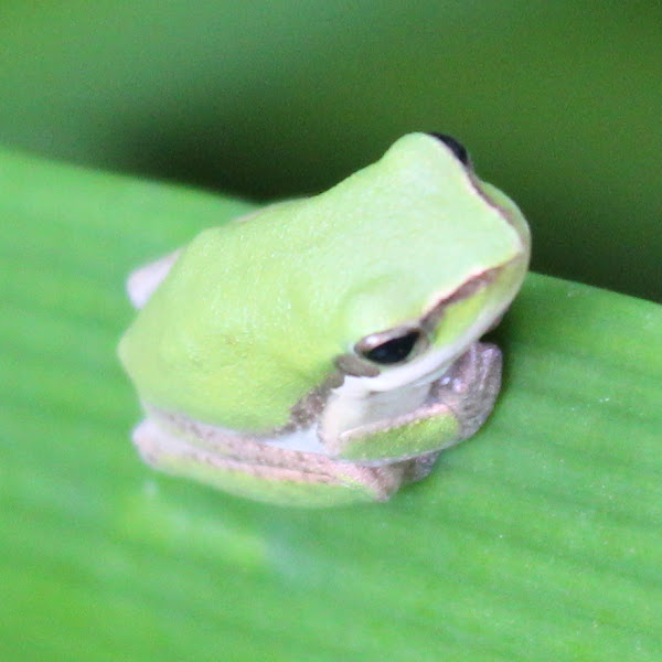Eastern Dwarf Tree Frog | Project Noah