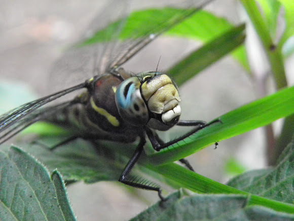Subarctic Darner | Project Noah