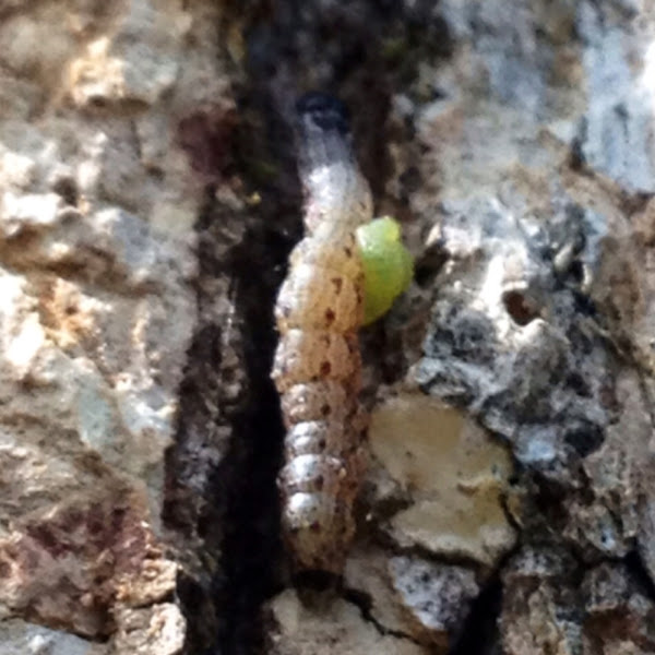 Parasitoid Wasp Larvae on Caterpillar | Project Noah