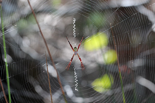 Northern St Andrews Cross Spider | Project Noah