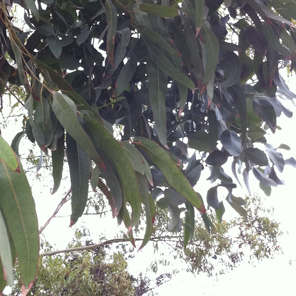 Eucalyptus | Project Noah