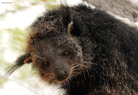 Binturong | Project Noah