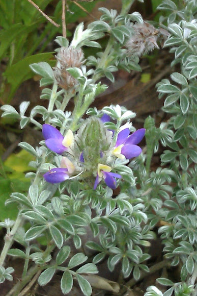 Gregg dalea | Project Noah