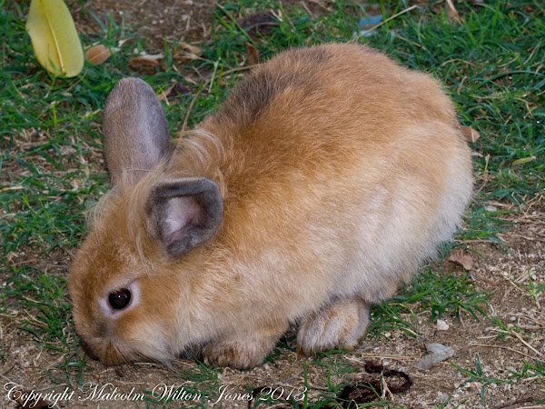 Rabbit | Project Noah