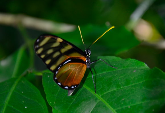 Clearwing butterfly | Project Noah