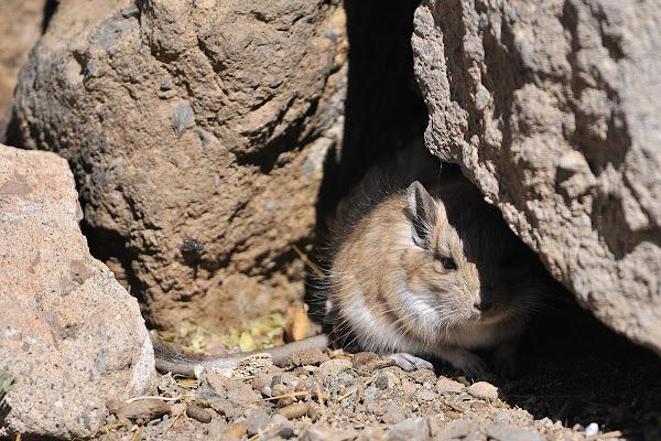 Plains Viscacha Rat | Project Noah