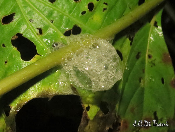 Spittlebug egg mass | Project Noah