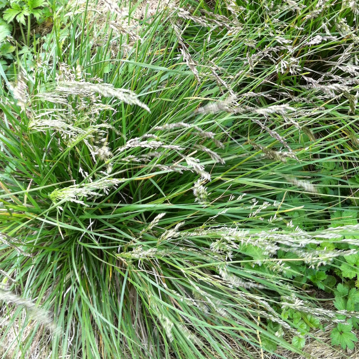 Ruwe smele | Project Noah