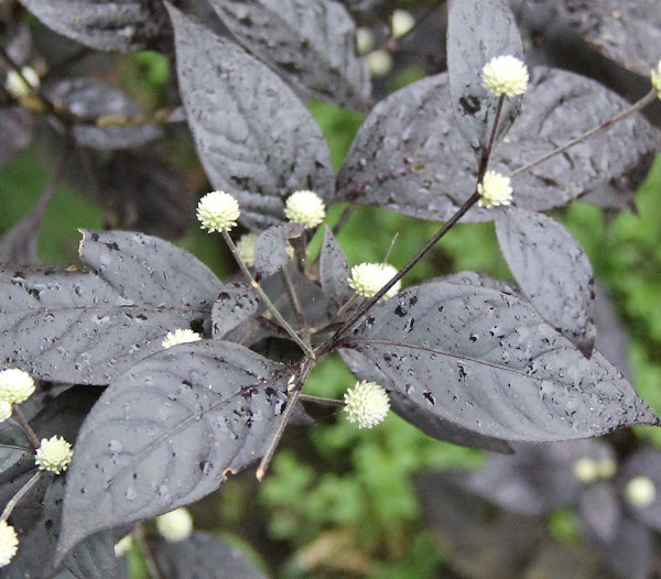 Calico plant | Project Noah