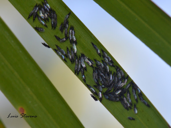 March Flies | Project Noah