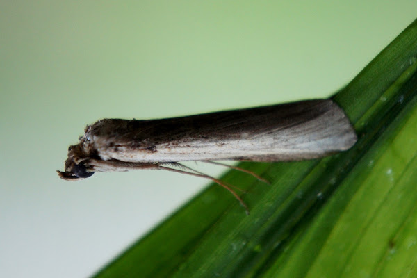 Prominent Moth | Project Noah