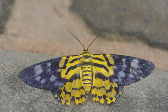 Geometer Moth | Project Noah