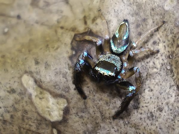 Dual colored spider/Fighting spider(Female) | Project Noah