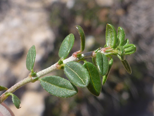 Jarilla blanca | Project Noah