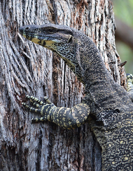 Lace Monitor | Project Noah