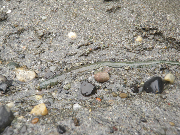 Sea worm | Project Noah