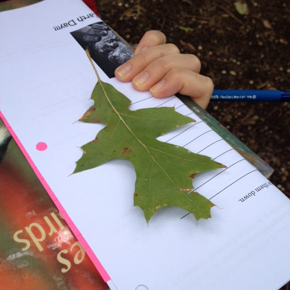 Spotting | Project Noah