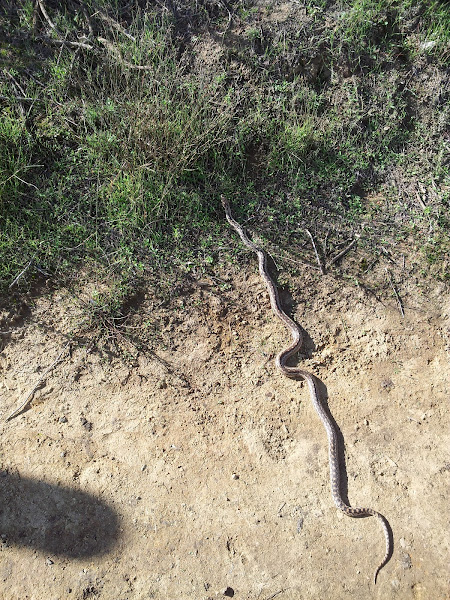 Gopher snake | Project Noah