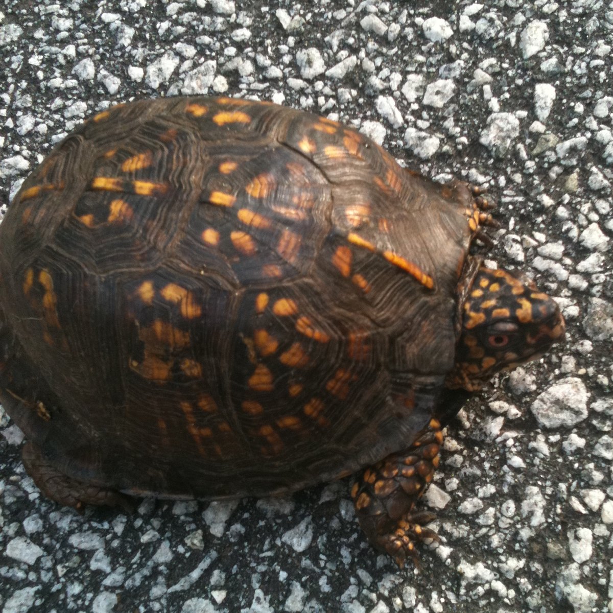 Eastern Box Turtle | Project Noah