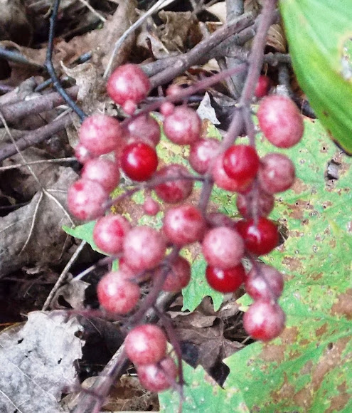 False Solomon's Seal (berries) | Project Noah
