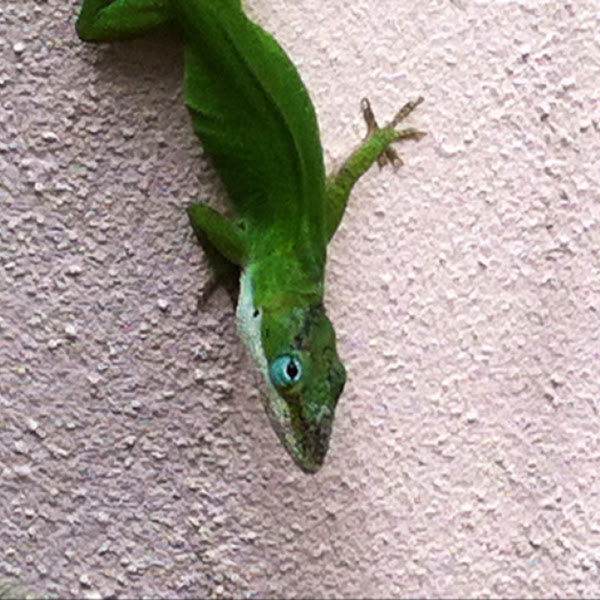 Lizard | Project Noah