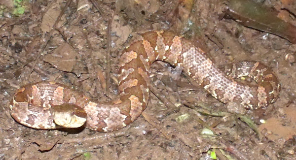 Mexican Jumping Viper | Project Noah