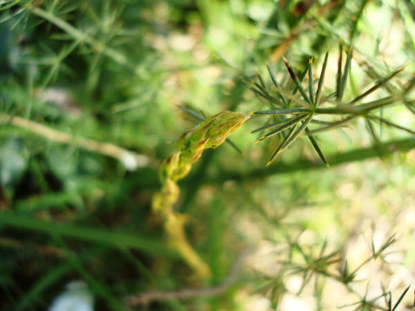 Asparagus / Šparuga | Project Noah