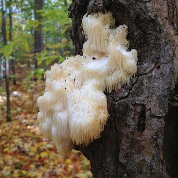 Bear's Head Tooth Fungus | Project Noah