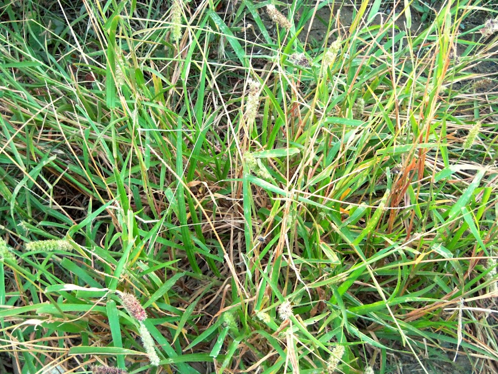 Wildlife Spotting | Project Noah