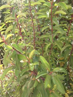 Laurel Sumac | Project Noah