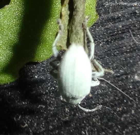 Pod Borer | Project Noah