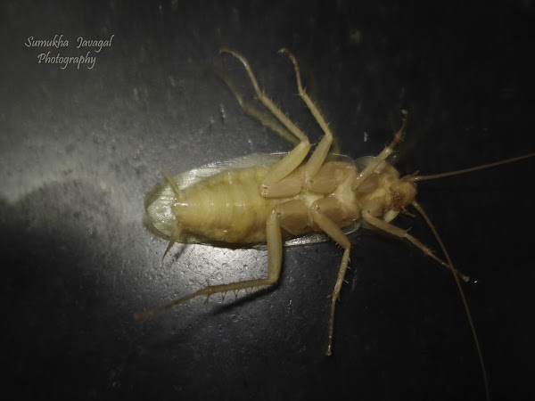 Freshly molted Cockroach | Project Noah
