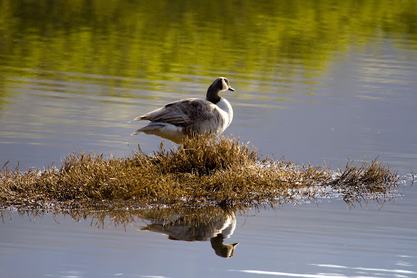 Canada Goose | Project Noah