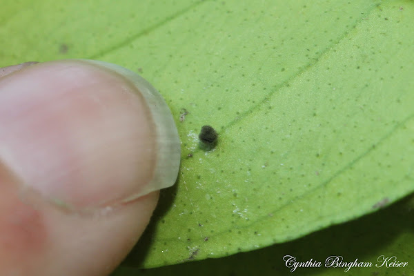 Unknown Cocoon | Project Noah