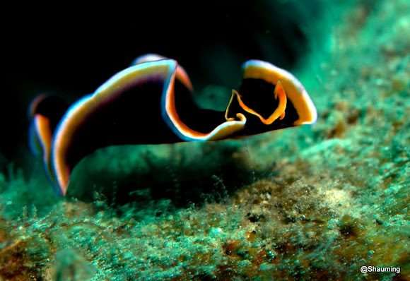 Hancock's Flatworm | Project Noah